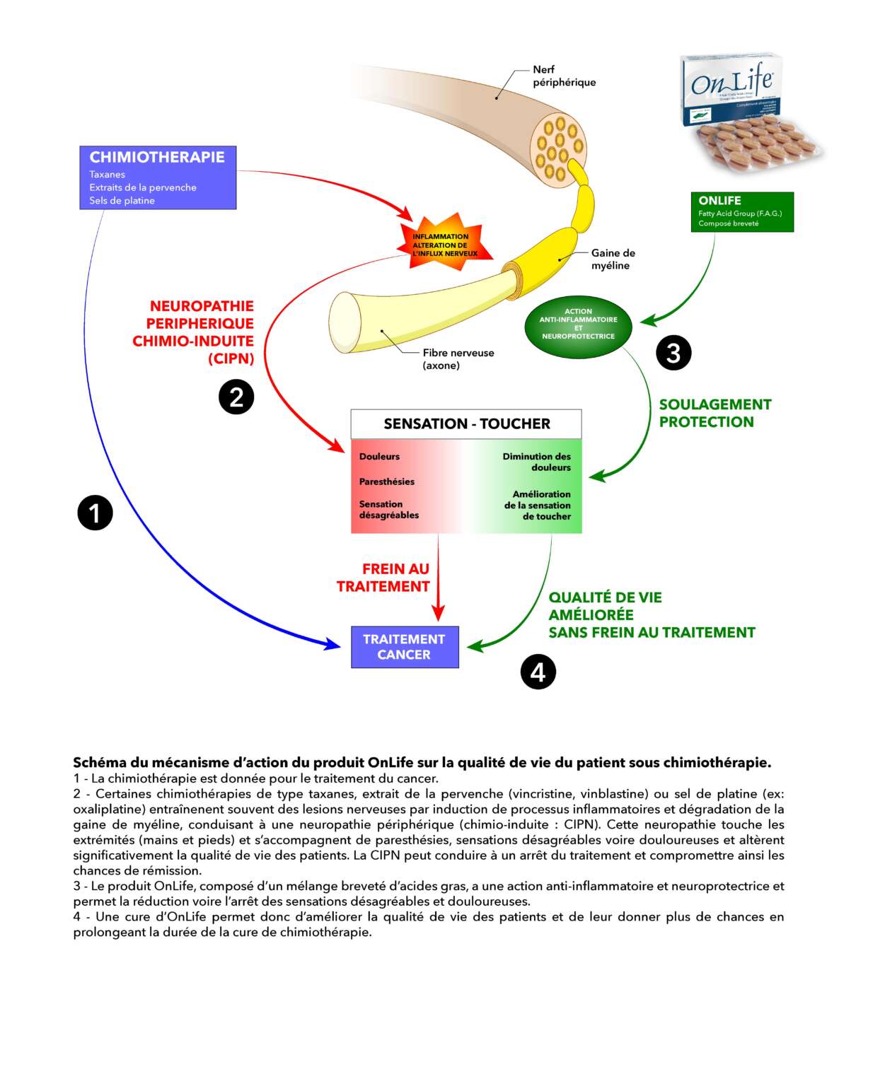 Schéma du mécanisme d’action d’OnLife comprimés | Notre objectif ... Schéma du mécanisme d’action d’OnLife comprimés | Notre objectif ...